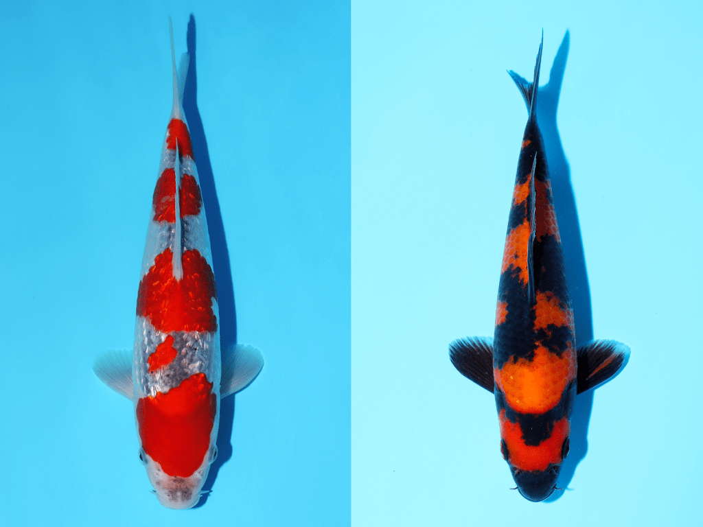 Exclusively Koi And Customers Sweep Prizes At All Japan Young Koi Show